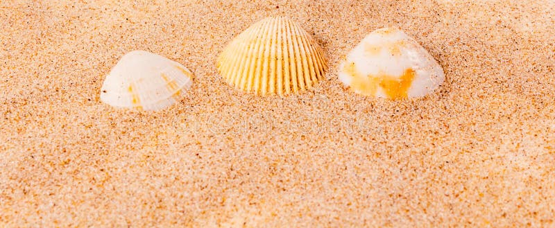 Sea Shells on Fine Sea Sand. Banner. Stock Image - Image of holiday ...