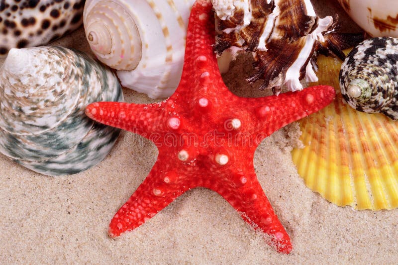 Sea Shells on a Fine Yellow Sand Background Stock Photo - Image of ...