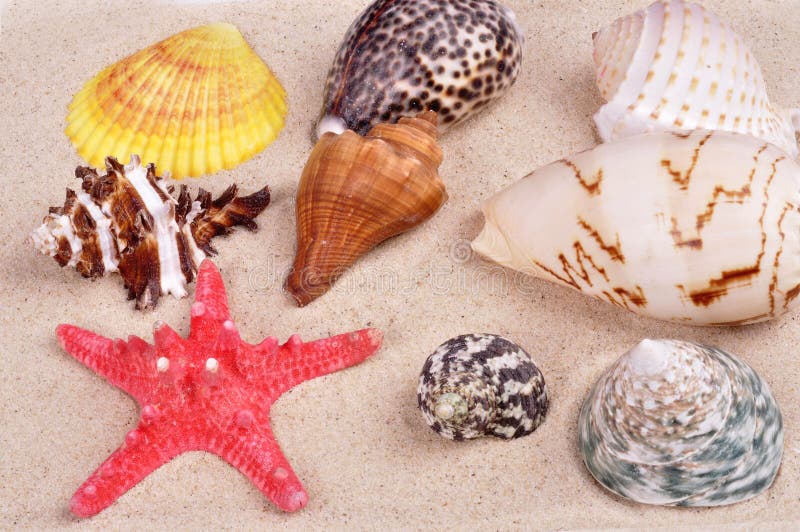 Sea Shells on a Fine Yellow Sand Background Stock Photo - Image of ...