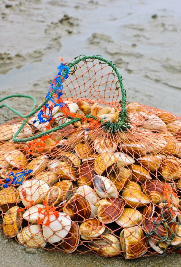 Sea shells stock image. Image of marine, aquaculture - 32062501