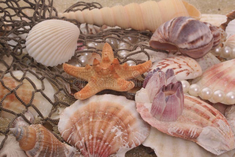 Sea Shells, Sea Star on Beach Stock Image - Image of collection ...