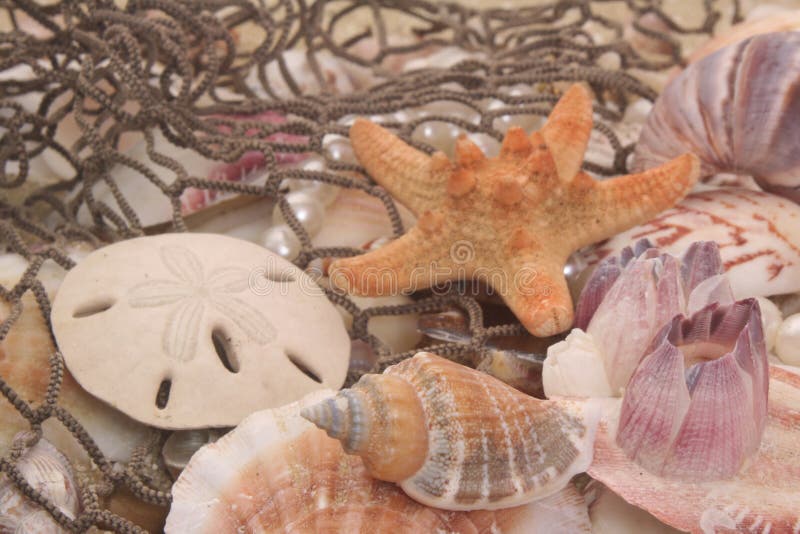 Sea Shells and Fishing Net stock photo. Image of outdoors - 3546750