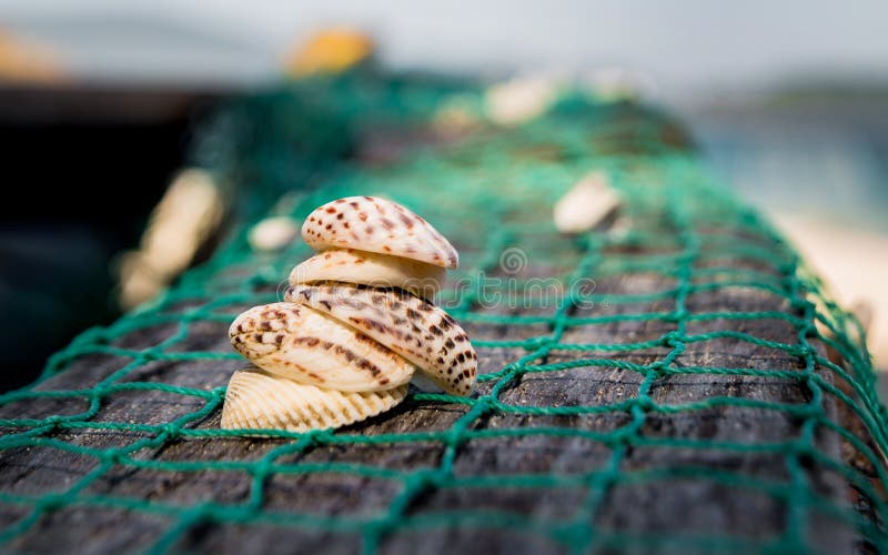 Shells on fishing net stock photo. Image of artistic - 18586964