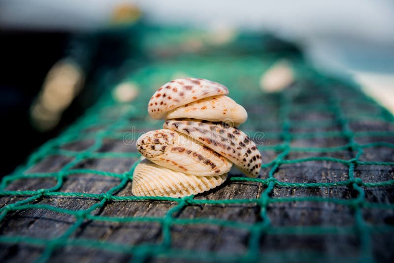 Sea Shells with Fishing Net. Sea Background. Stock Image - Image of ...