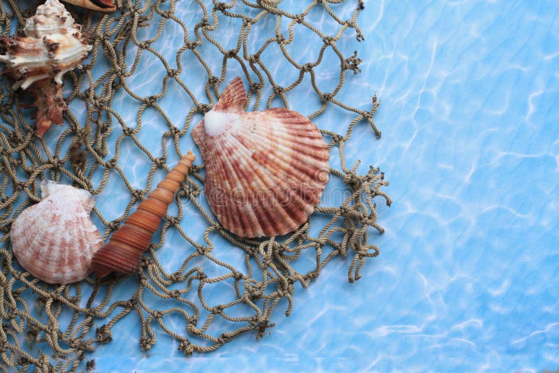 Sea Shells on a Fishing Net Stock Photo - Image of nature, text: 165962772