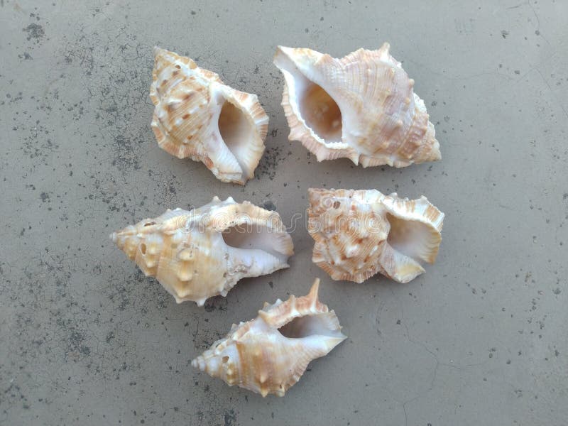 Sea Shells on the Floor stock image. Image of seafood - 200293927