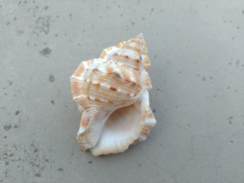 Sea Shells on the Floor stock image. Image of shells - 200294125