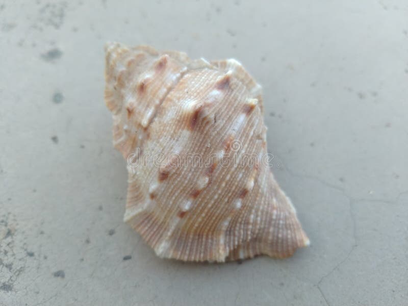 Sea Shells on the Floor stock image. Image of animal - 200294085
