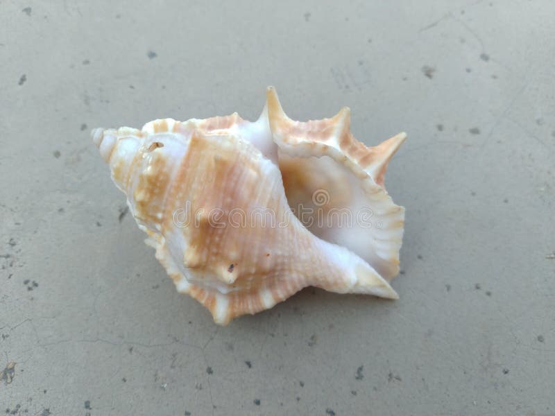 Sea Shells on the Floor stock image. Image of water - 200294261