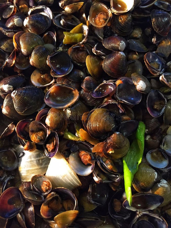 Sea shells food stock image. Image of seafood, food - 175596579