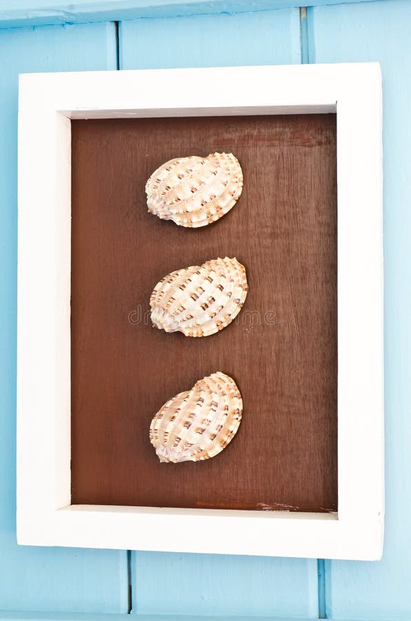 Sea shells in a frame stock image. Image of turquoise - 24074553