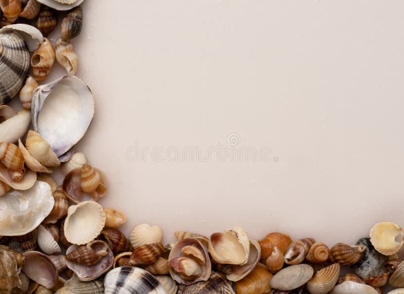 Sea Shells Frame Background. Seashells for Wallpaper. Colorful Shells ...