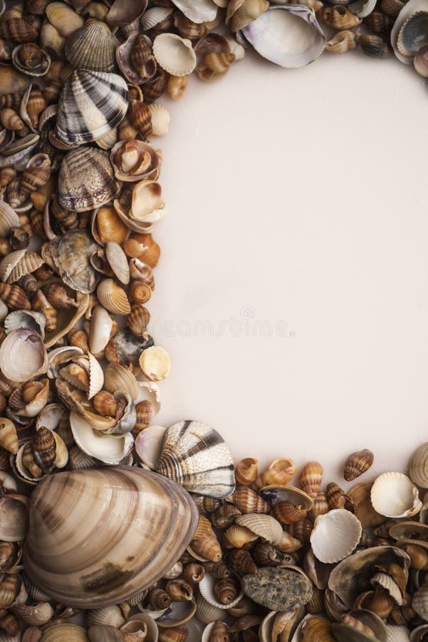 Sea Shells Frame Background. Seashells for Wallpaper. Colorful Shells ...