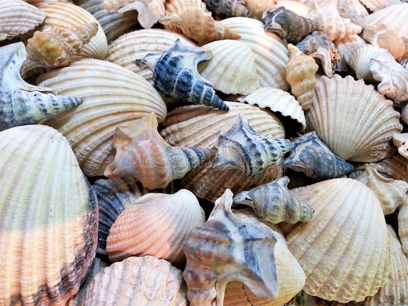 Sea shells stock image. Image of world, nice, beach, shells - 94631277