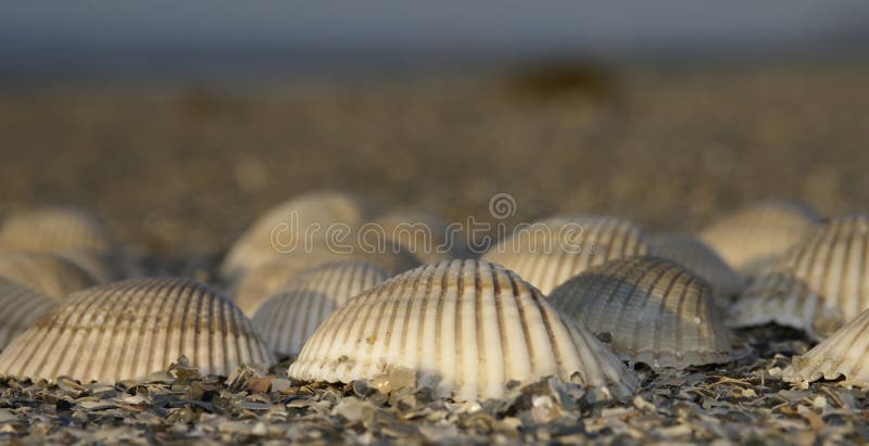 Sea Shells Full stock image. Image of ocean, shells, colored - 13136959