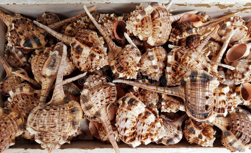 Sea Shells Fusinus Nicobaricus for Sale Stock Photo - Image of ...