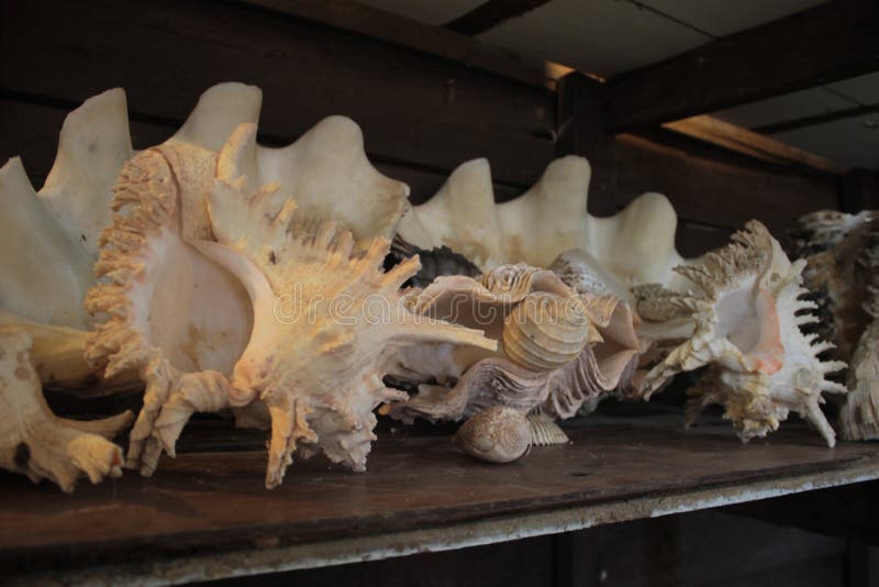 Beautiful giant sea shells stock photo. Image of nature - 2698830