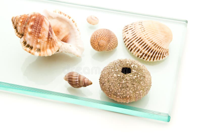Sea shells on glass stock image. Image of multiple, seashell - 7099857