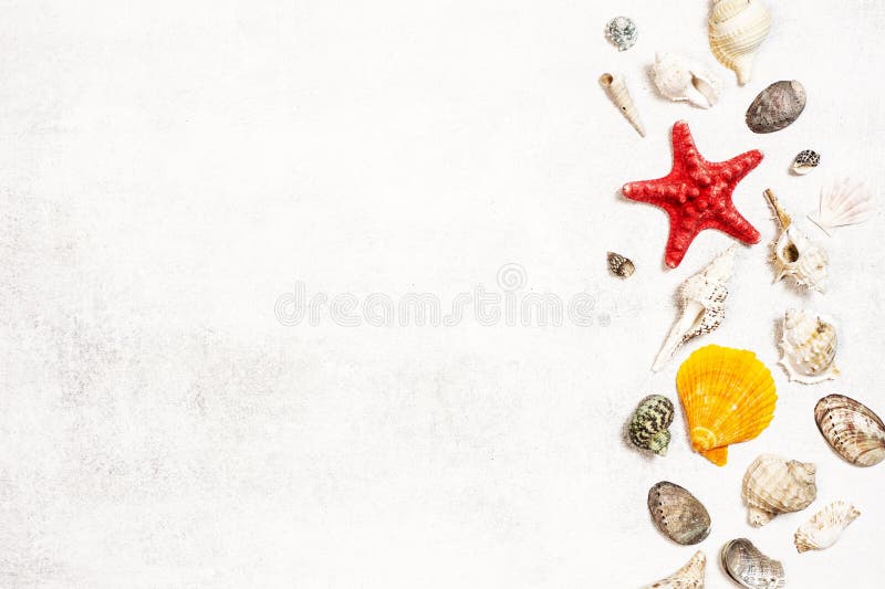 Sea Shells on Gray Background. Summer Concept. Flat Lay Top View ...