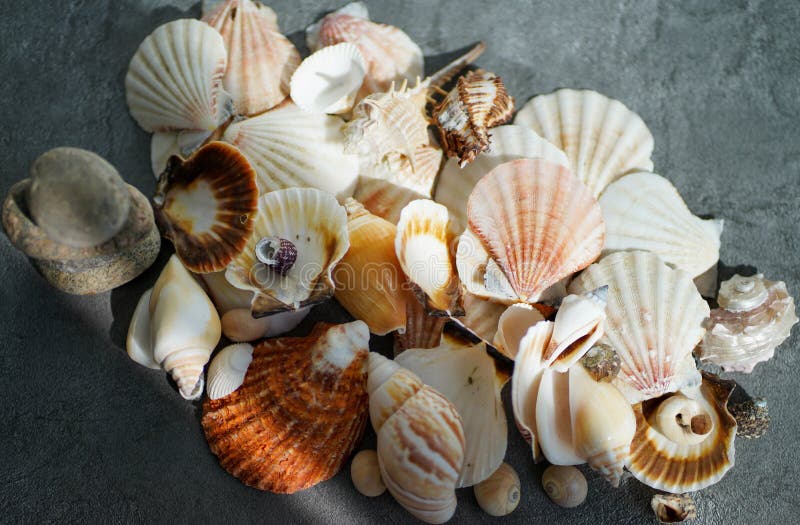 Sea Shells on a Gray Background. Vacation Concept Stock Image - Image ...