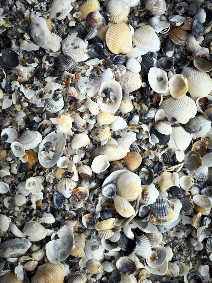 Sea Shells With Grey Textured Background Wallpaper, Stock Photo - Image ...