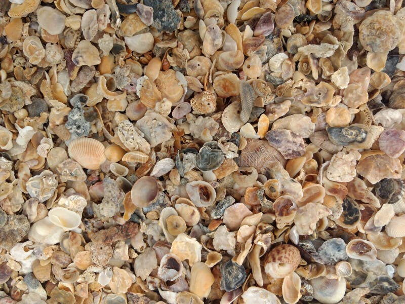 Sea Shells stock photo. Image of water, shells, summer - 99822692