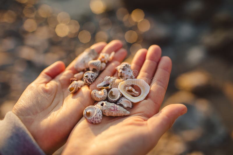Sea shells in the hand. stock illustration. Illustration of pattern ...