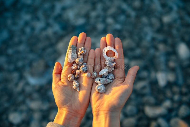 Sea shells in the hand. stock illustration. Illustration of seafood ...