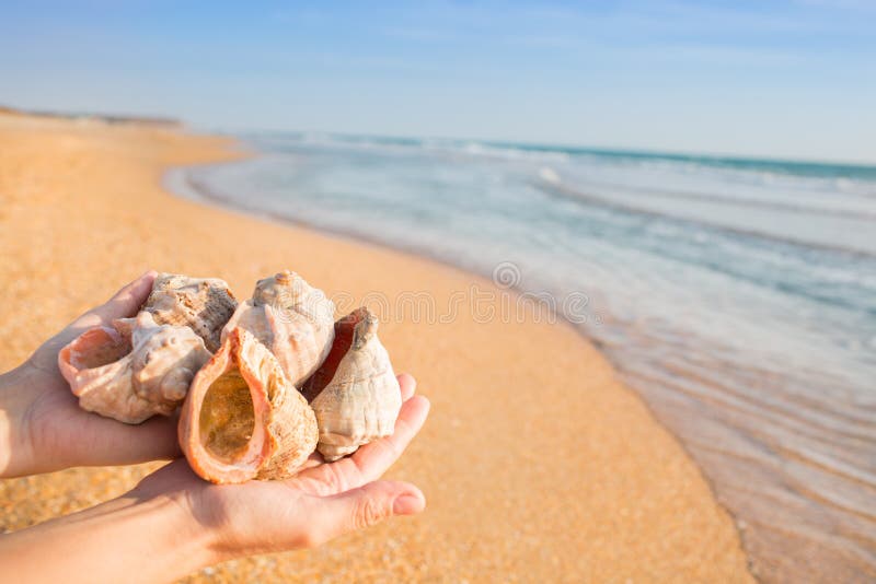 Beach with shells stock photo. Image of outdoor, sunlight - 34264272