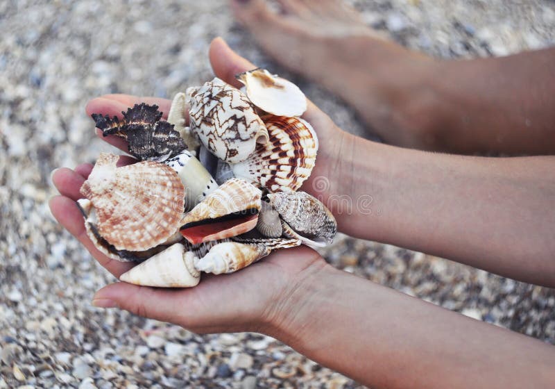 Sea Shells in the Hands on the Background of Sand and Shellfish Stock ...