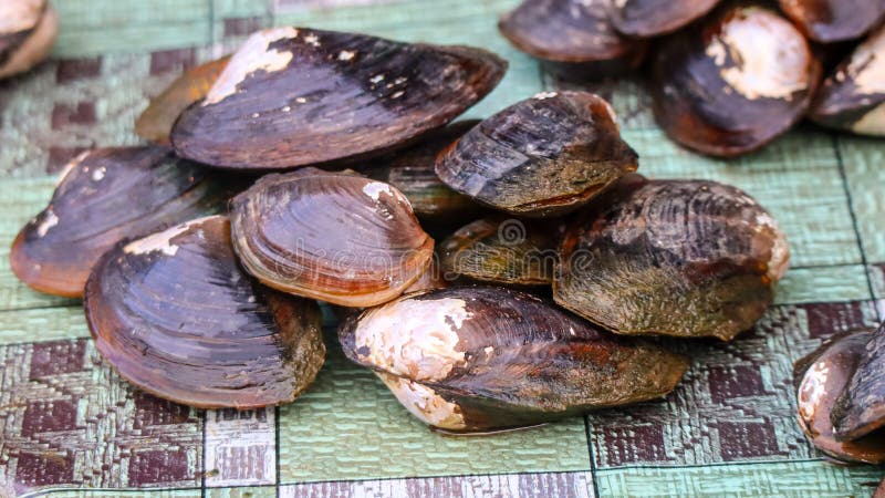 Sea Shells for Sale at a Traditional Market in Manokwari, West Papua ...
