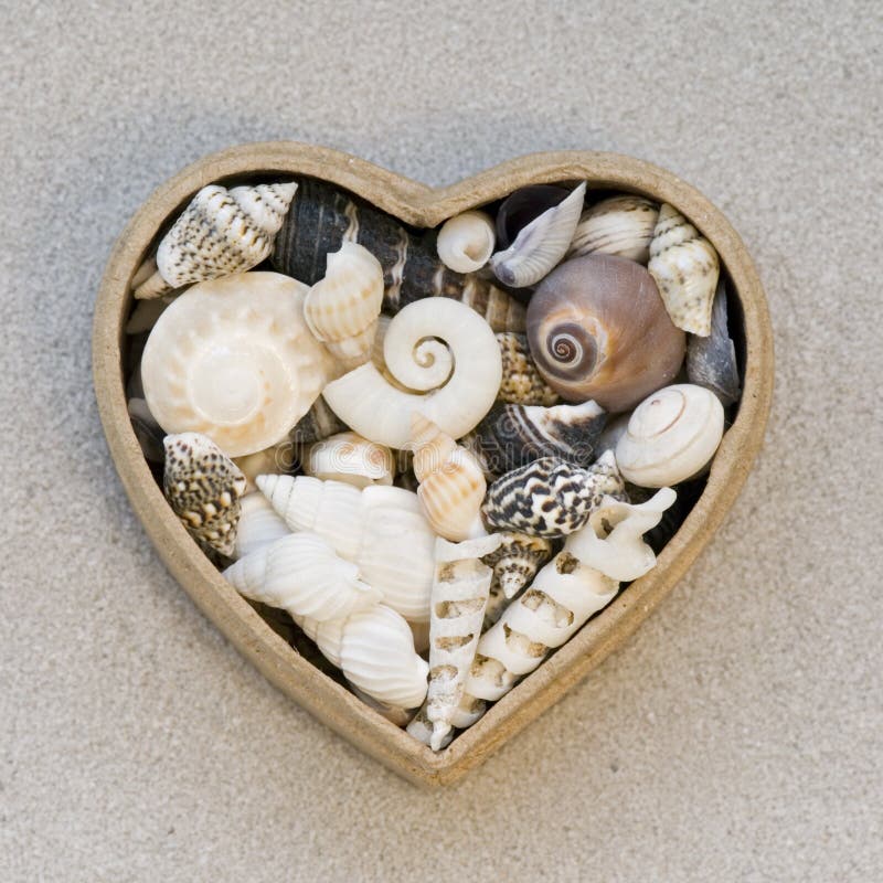 Sea shells and heart stock image. Image of symbol, heart - 7323479