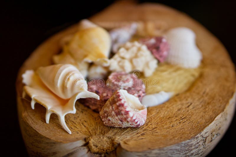 Sea Shells Inside of a Coconut Shell Stock Photo - Image of crafts ...