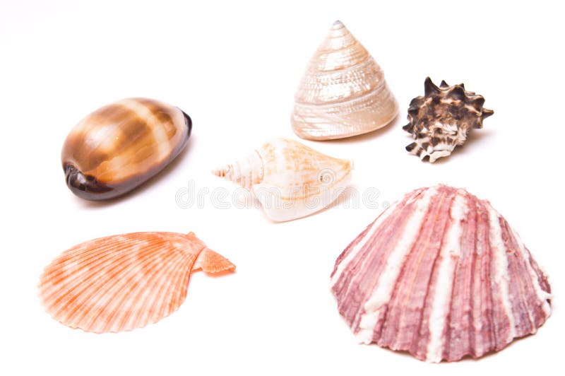 Shell Collection, isolated stock image. Image of shell - 3359727