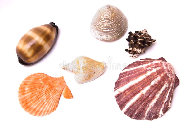 Sea shells isolated stock photo. Image of backgrounds - 11288600