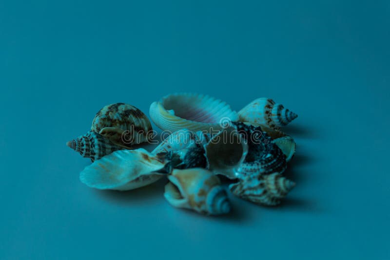 Sea Shells Isolated on Blue Background Stock Image - Image of coastline ...