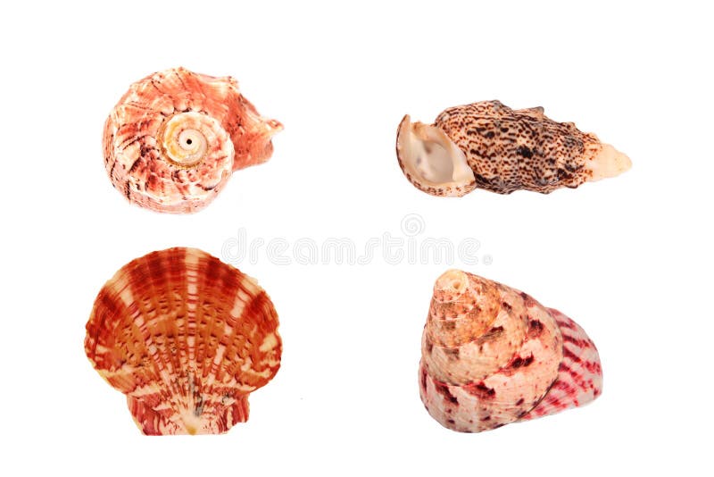 Sea Shells Isolated on White Stock Photo - Image of lagoon, dream: 13889588