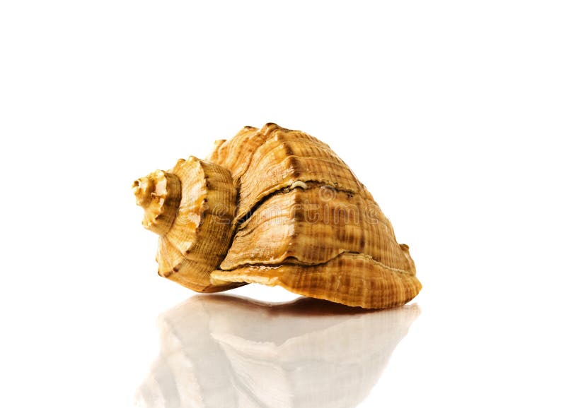 Sea Shells Isolated On White Stock Photo - Image of crustacean, brown ...