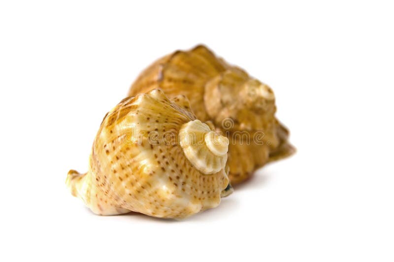 Sea Shells Isolated on White Stock Image - Image of life, macro: 6674663