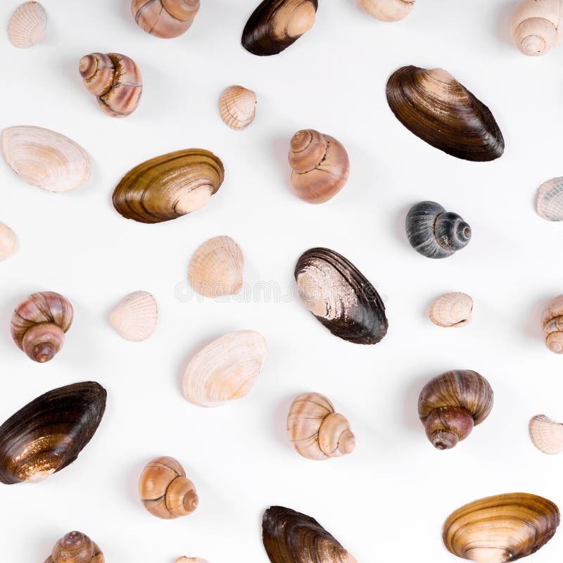Sea Shells Isolated on White Background, Textured Background Wallpaper ...
