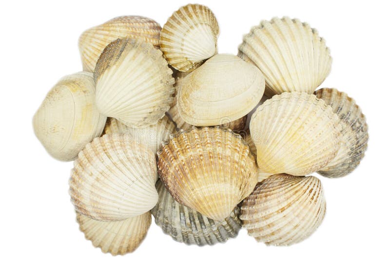 Sea Shells Isolated on White Background. Shell, Seashell or Conch ...