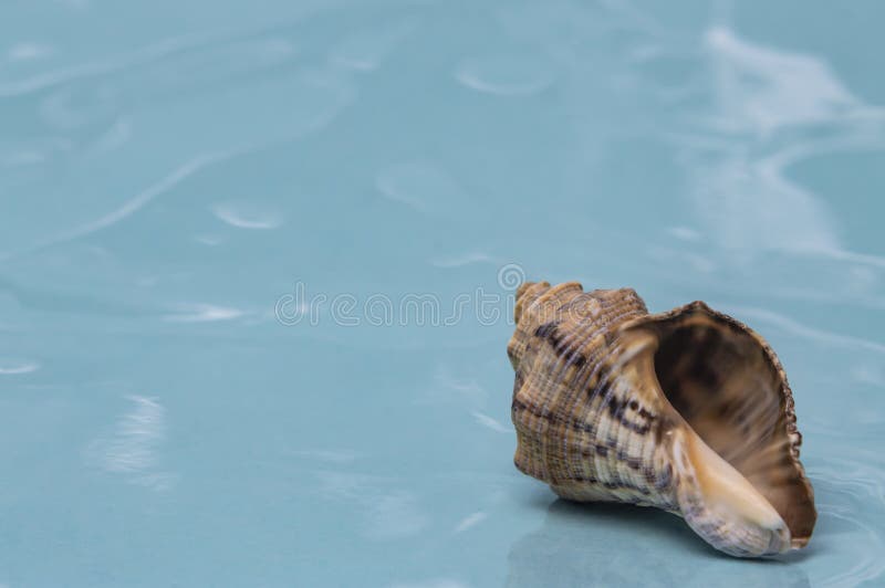 Sea Shells Journey To the Sea Dream and Rest Close Up Stock Photo ...