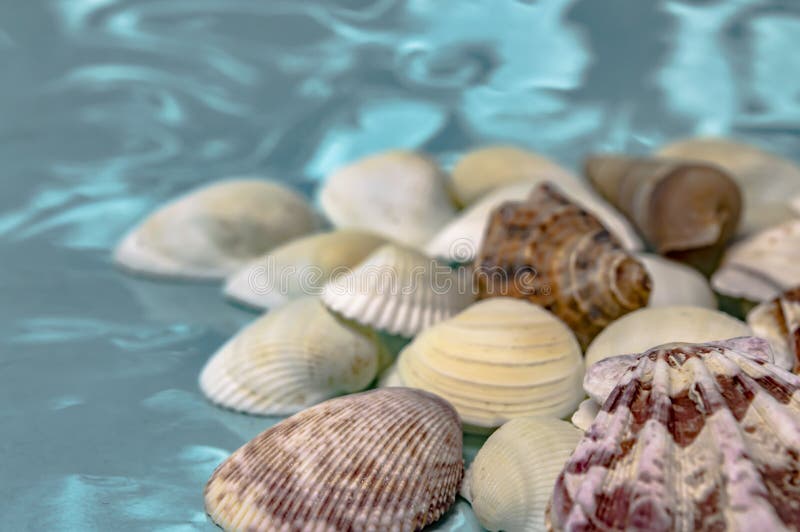 Sea Shells Journey To the Sea Dream and Rest Closeup Stock Photo ...