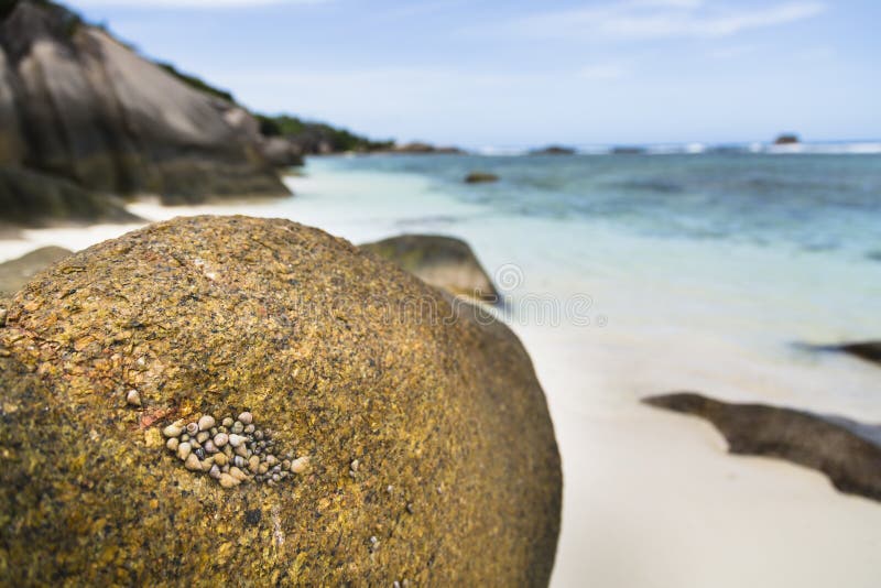 Sea Shells, La Digue, Seychelles Stock Photo - Image of beach, shell ...