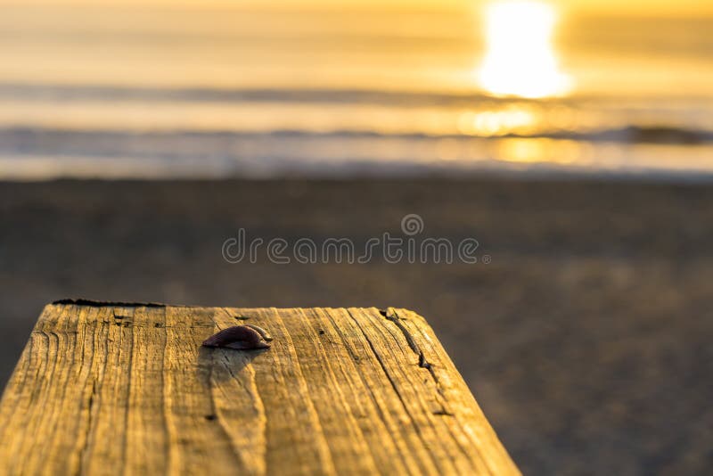 Sea Shells on a Ledge with a Sunrise Stock Image - Image of landscape ...