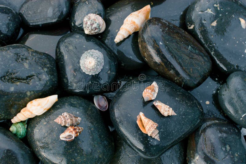 Sea Shells on Black Stones 3 Stock Photo - Image of still, nature ...
