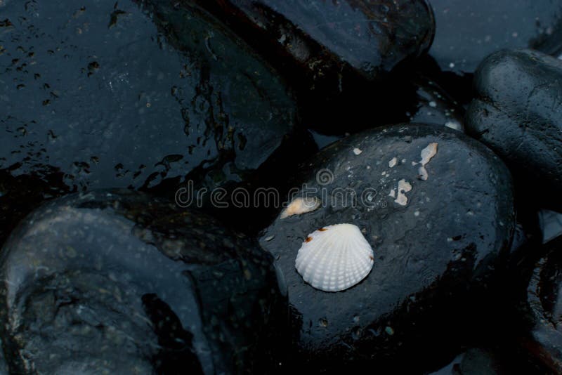 Sea shells on black stones stock image. Image of natural - 119106859