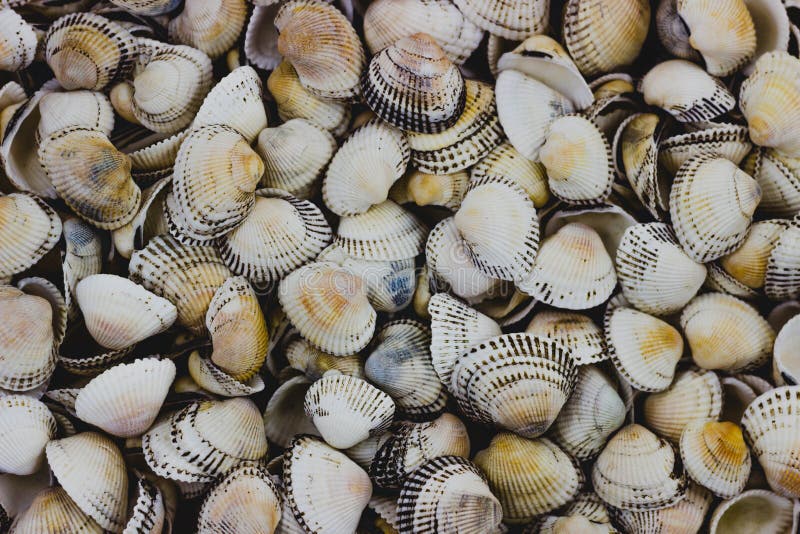 Sea Shells of Light Shade. Background of Numerous Sea Shells. Stock ...