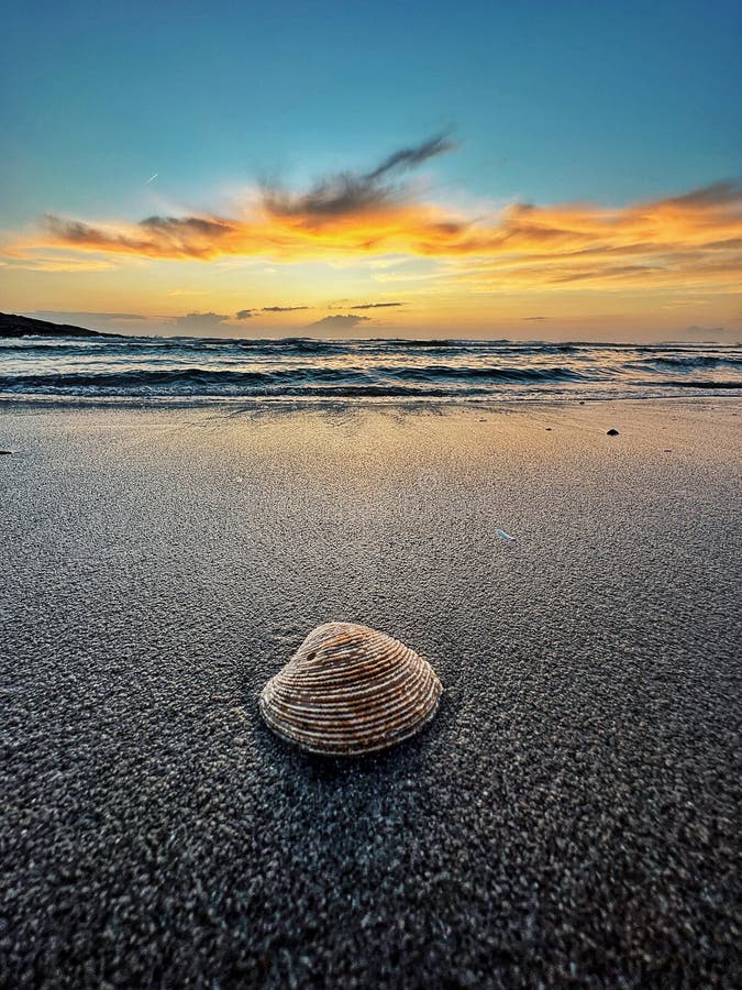 Sea ??shells stock image. Image of shore, coast, reflection - 284505507