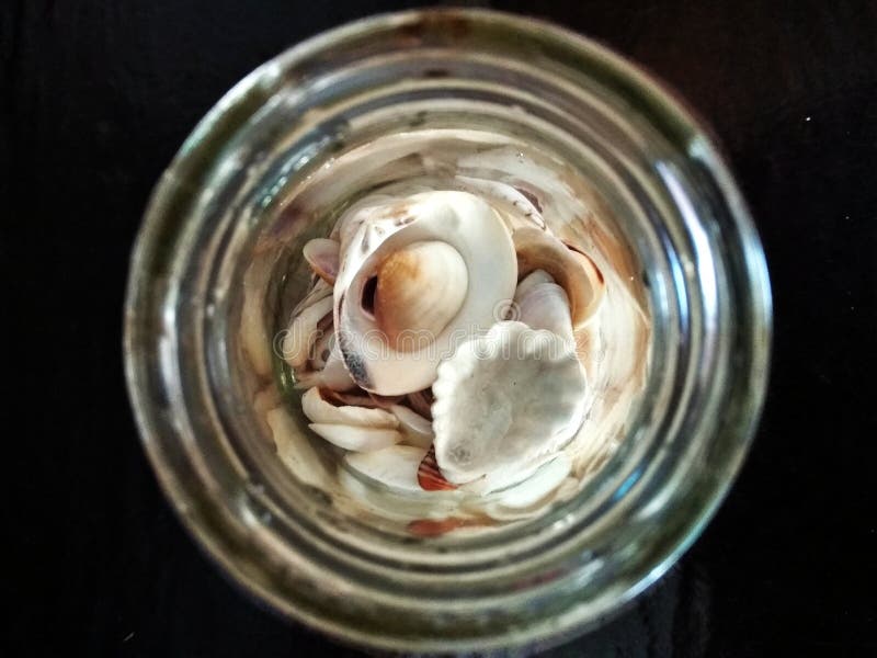 Sea shells stock image. Image of shells, beautiful, glass - 91704173